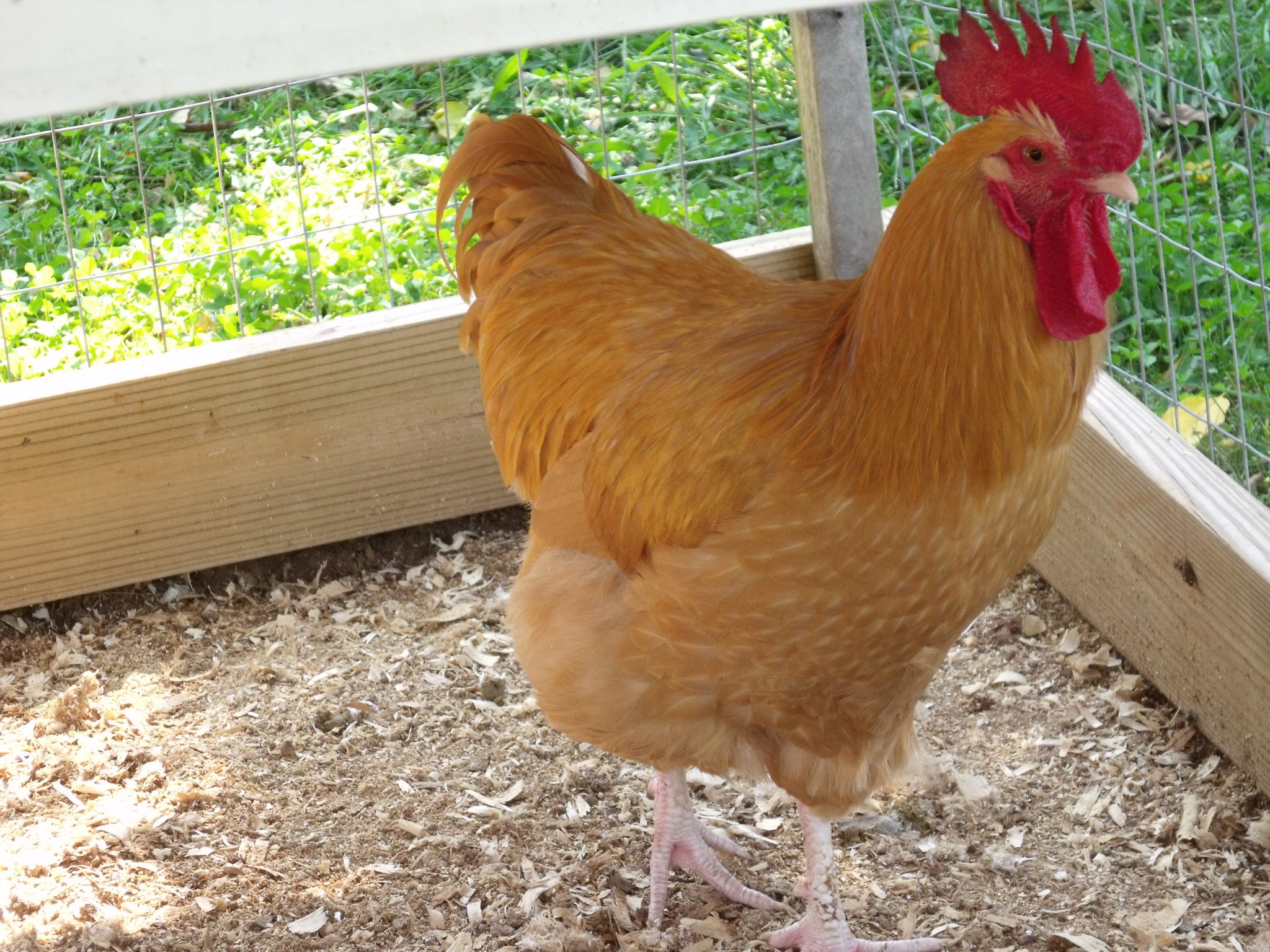 Embracing Roosters: A Journey of Discovery and Advocacy for Backyard ...