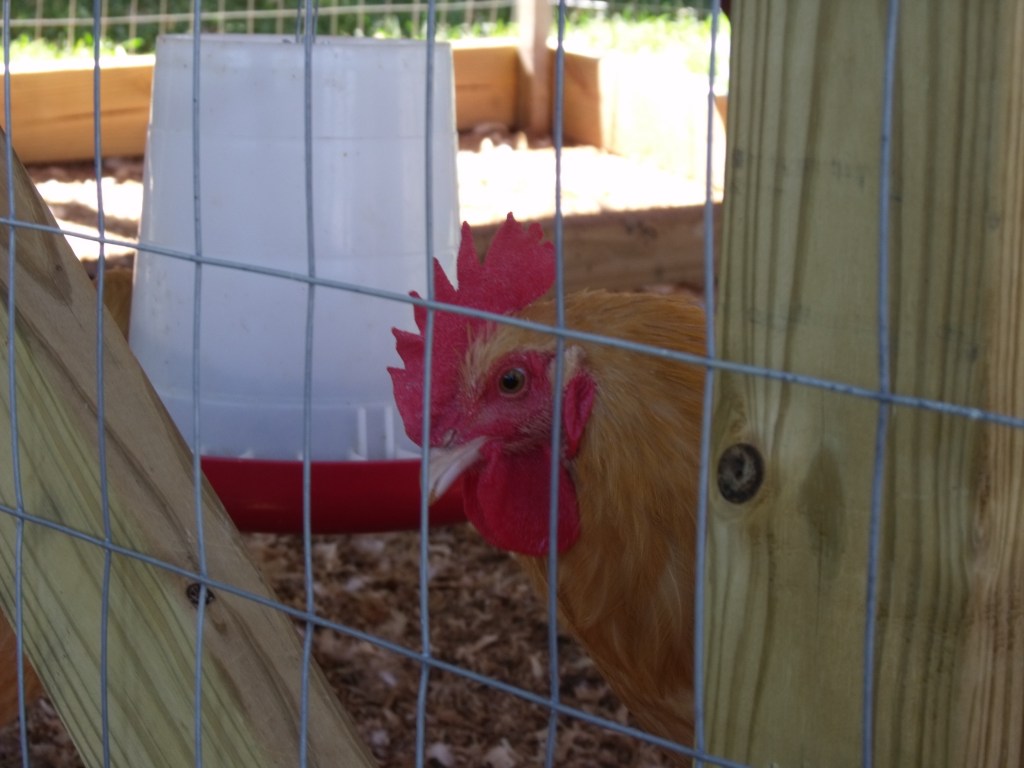 Bachelor Pens for Roosters | The Kuntry Klucker