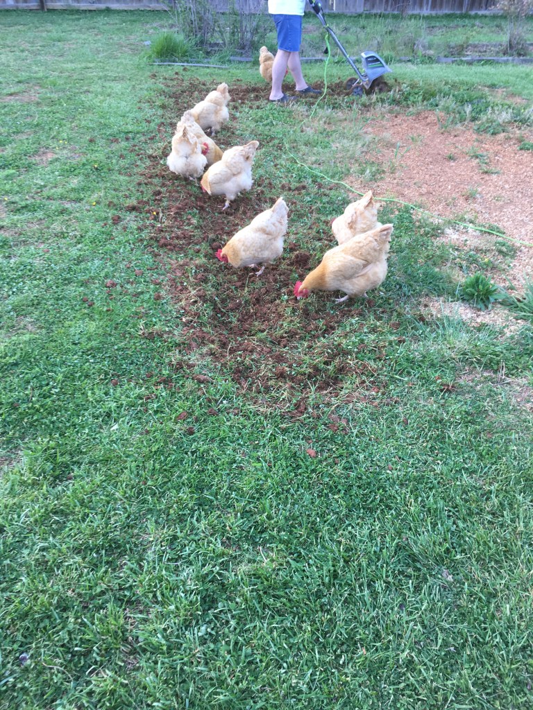 10 Joys of Keeping Backyard Chickens. | The Kuntry Klucker