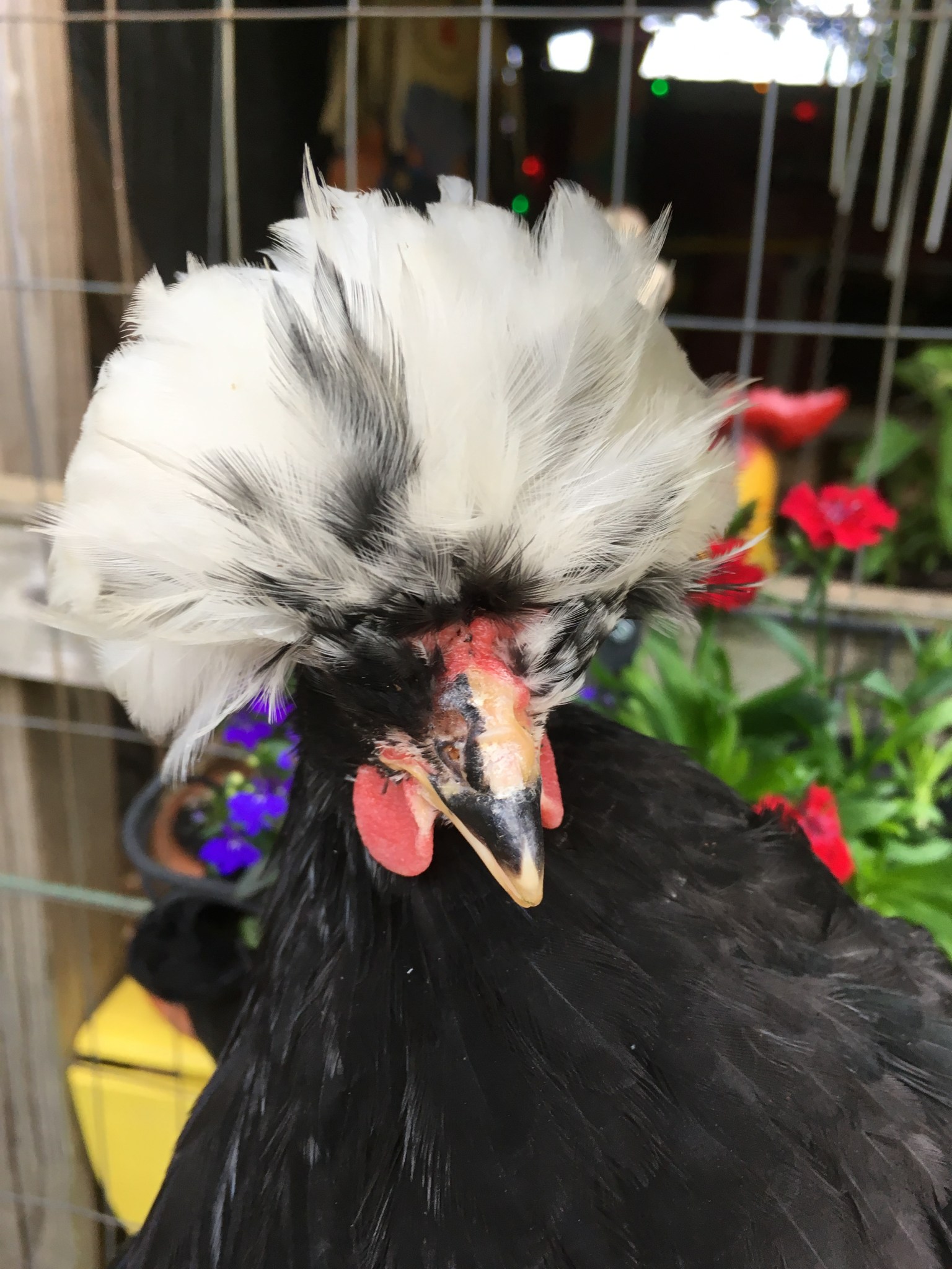 7 Reasons to Love White Crested Polishes. | The Kuntry Klucker