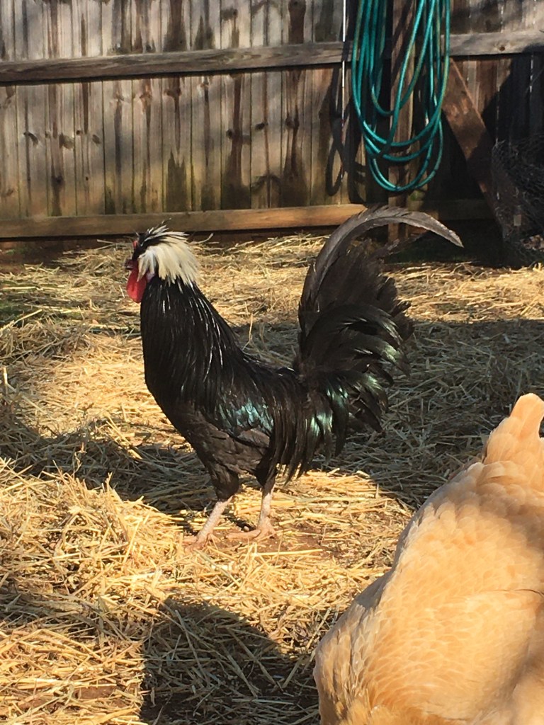 Heritage Chicken Breeds: Preserving Our Poultry Past | The Kuntry Klucker