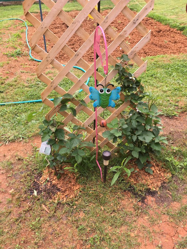 Add a POP of Color to Your Gardenscape. | The Kuntry Klucker