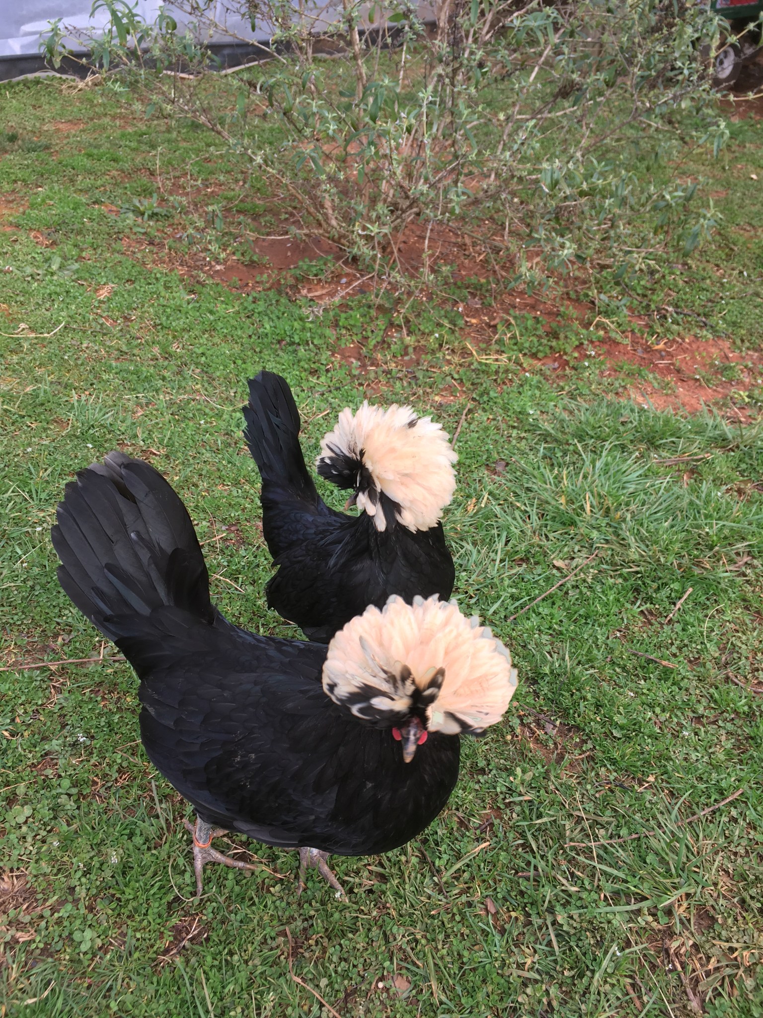 7 Reasons to Love White Crested Polishes. | The Kuntry Klucker