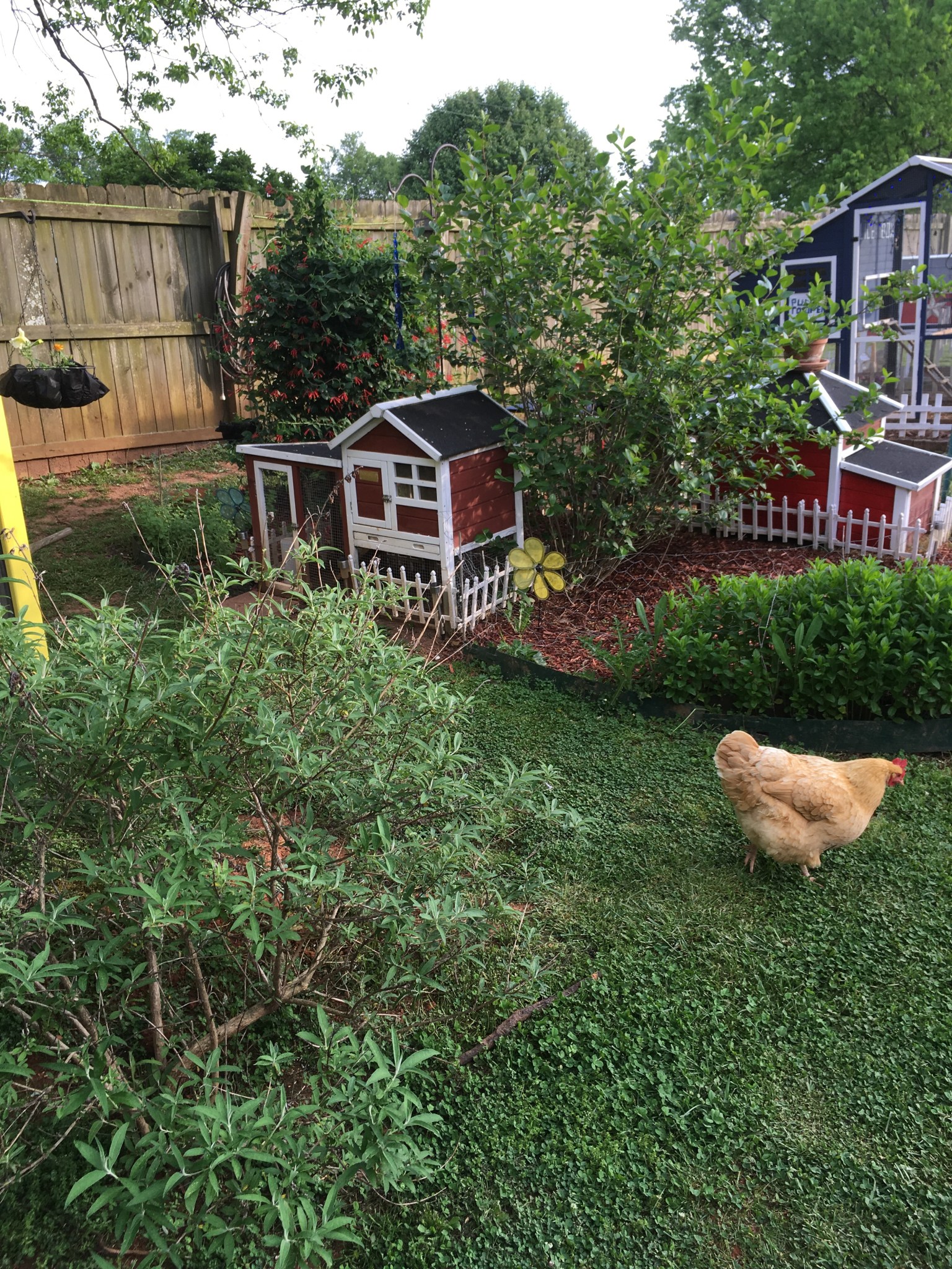 Coops and Blooms | The Kuntry Klucker