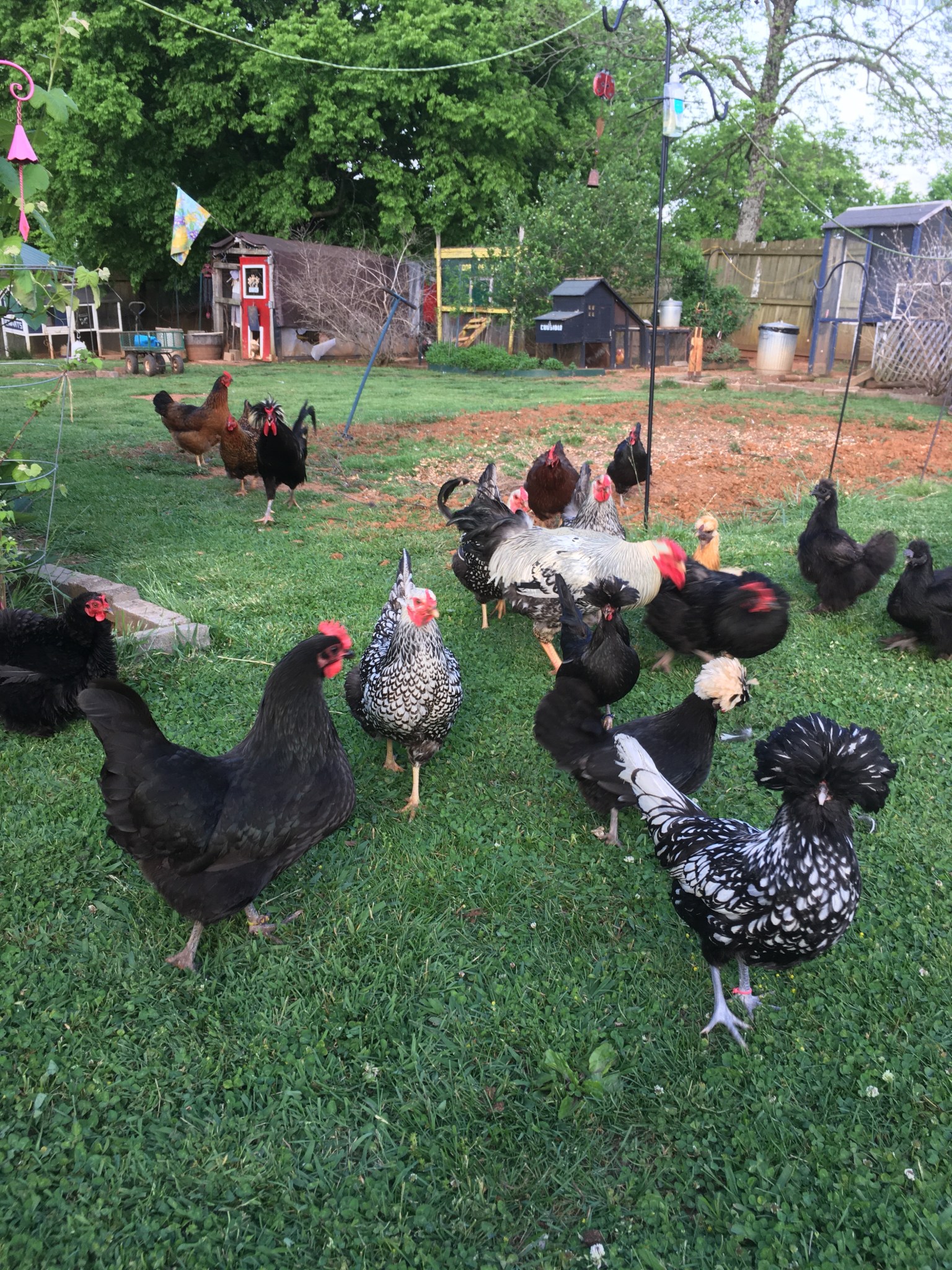 Keeping Multiple Roosters in Your Backyard Flock. | The Kuntry Klucker