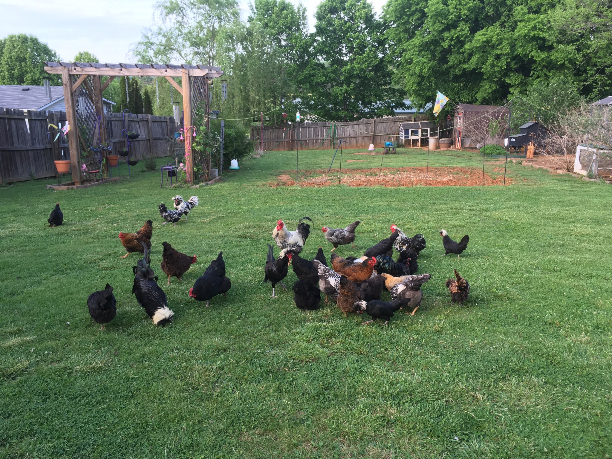 Keeping Multiple Roosters in Your Backyard Flock. | The Kuntry Klucker