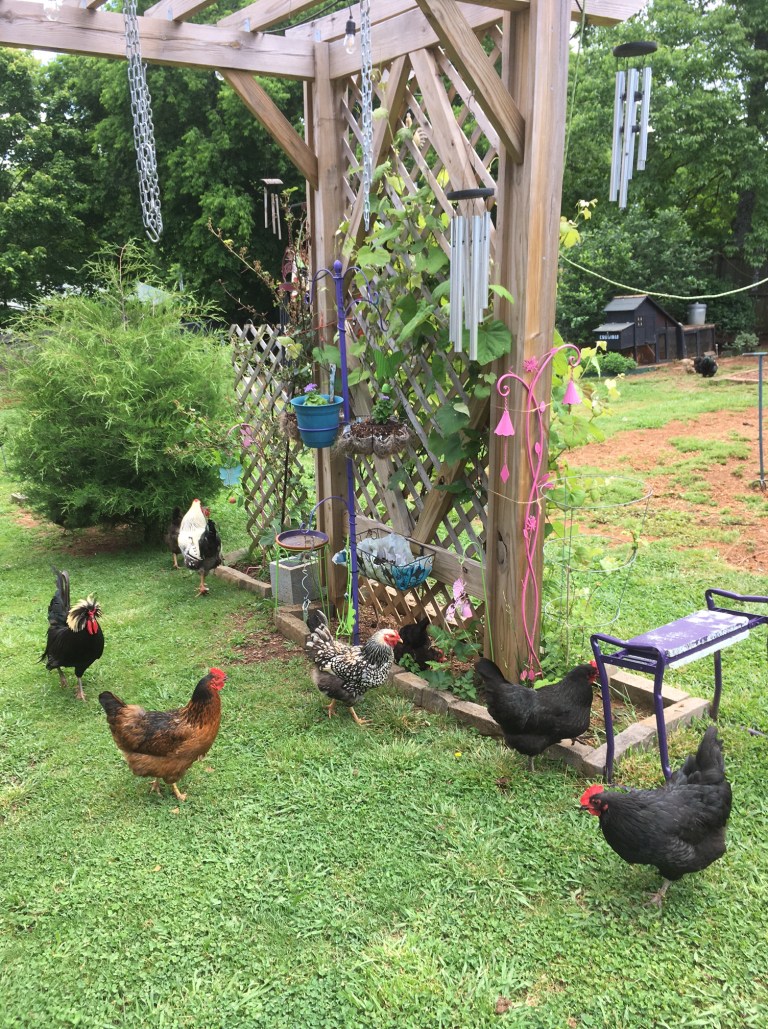 Building a Grape Arbor in Your Backyard. | The Kuntry Klucker