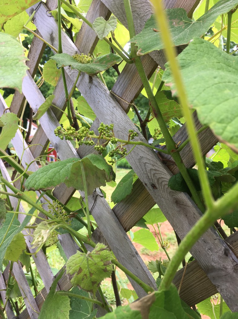 Building a Grape Arbor in Your Backyard. | The Kuntry Klucker