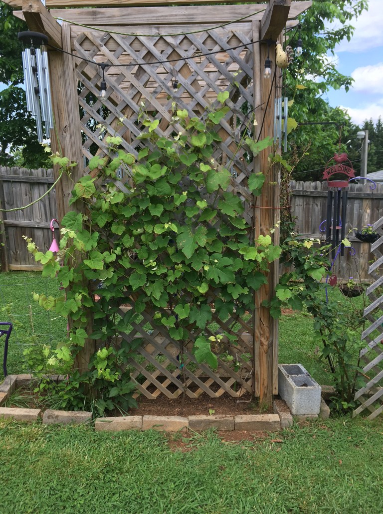 Building a Grape Arbor in Your Backyard. | The Kuntry Klucker