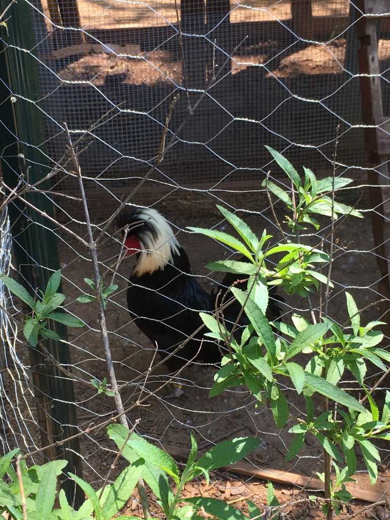 Bachelor Pens for Roosters | The Kuntry Klucker