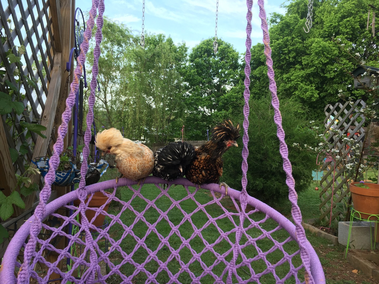 Treating Worms in Backyard Chickens. | The Kuntry Klucker